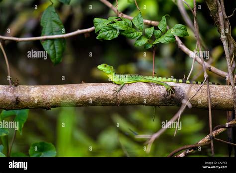 A Female Green Basilisk Lizard In The National Park Of Tortuguero