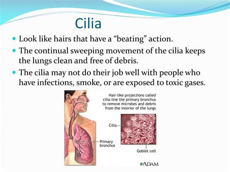 Ppt Respiratory Care Powerpoint Presentation Free Download Id 2258490