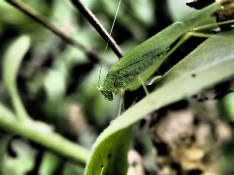 Grasshopper Garden Insect Free Photo On Pixabay Pixabay
