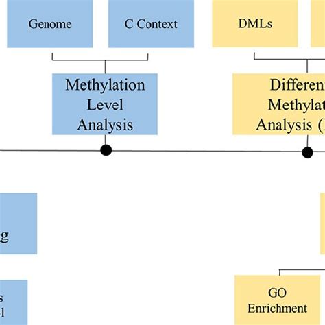 Analysis Pipeline For Vertebrae And Sperm Methylome Sequenced Data