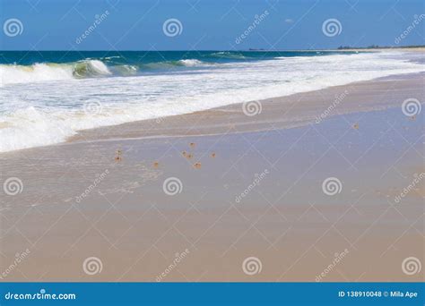 Krabben Auf Dem Strand In Afrika Stockfoto Bild Von Fotographie Befestigungsklammer