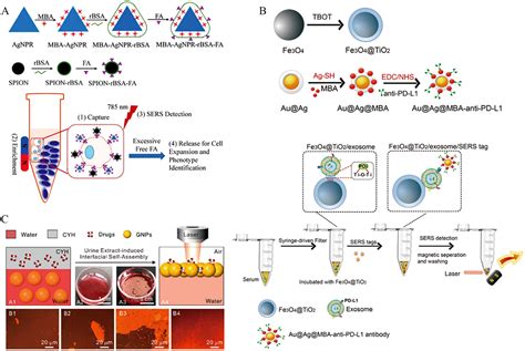 Advancements In Sers‐based Biological Detection And Its Application And Perspectives In