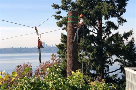 Pacific Tree Management Tree Removal In Western Washington