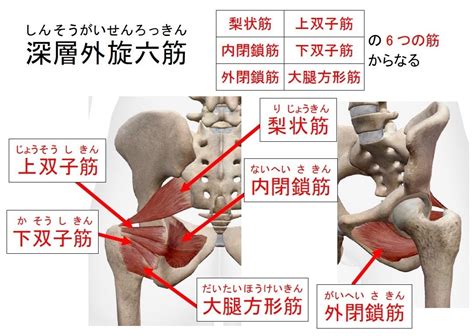 全身の筋肉 － 腰部・殿部 名古屋市西区の椎間板ヘルニア・腰痛整体 Aandk Therapy Studio