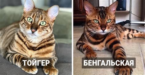 12 пар породистых кошек которые трудно различить