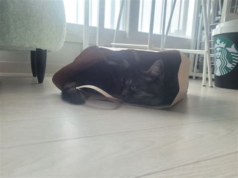 우리집 깜지 뽐뿌 자유갤러리