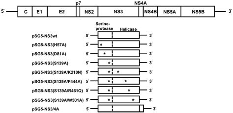 Schematic Representation Of The Hcv Genome And The Ns3 Region With