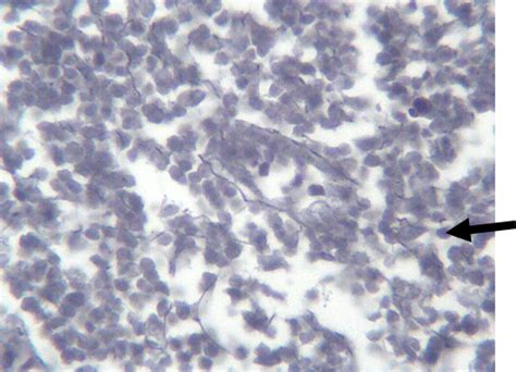 Histology Packets Combined Flashcards Quizlet