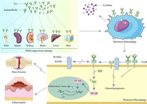 Study On The Correlation Between Igg Subtype Of Anti Dsdna Antibody And