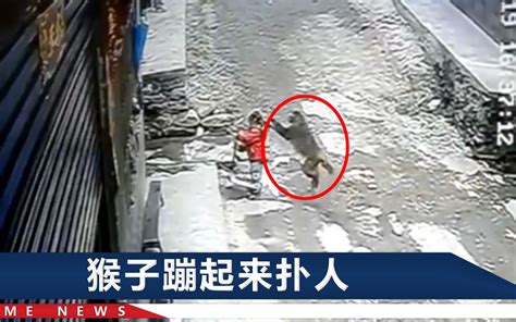 3岁女童险被野猴拖走，母亲还原惊心瞬间：猴子站起来和她一样高哔哩哔哩bilibili
