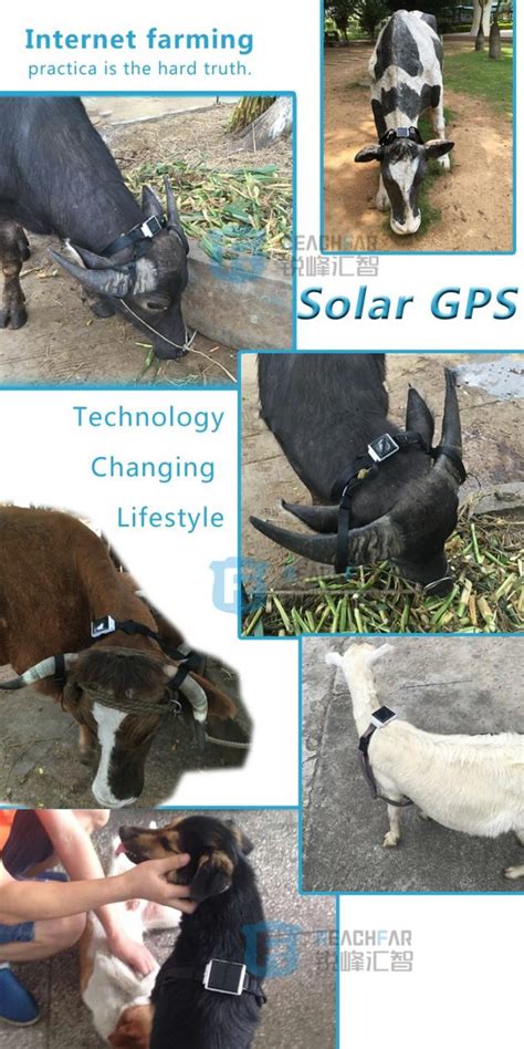 Reachfar Solar Powered Cow Gps Tracker Waterproof RF V26