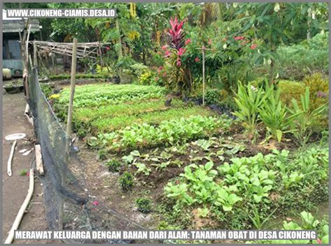 Merawat Keluarga dengan Bahan dari Alam: Tanaman Obat di Desa Cikoneng | Cikoneng