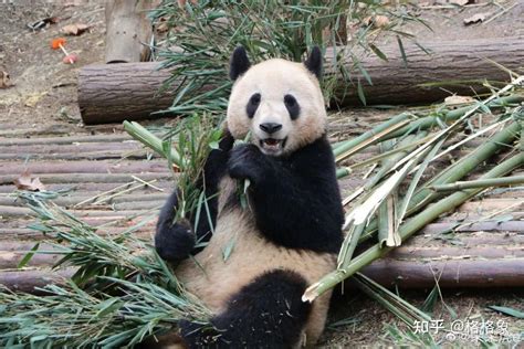 国宝 熊猫“花花”圈粉无数！还不认识的快戳→→ 知乎