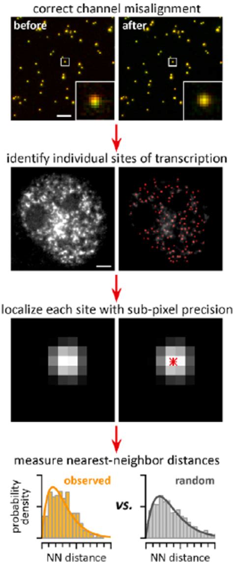 Flow Diagram Illustrating Steps In Quantitative Image Analysis After Download Scientific