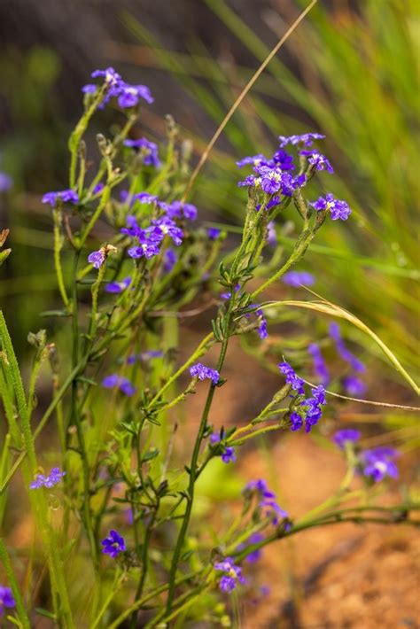 Dampiera Royal Purple 6 Pot Hello Hello Plants