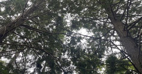 Invasive Insect Deadly To Hemlock Trees Reported In Halifax Region