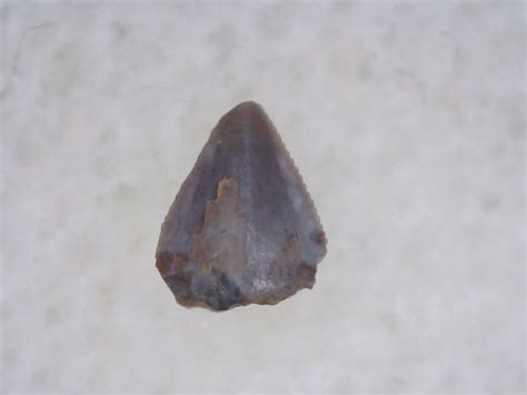 Pseudosuchian Tooth 01