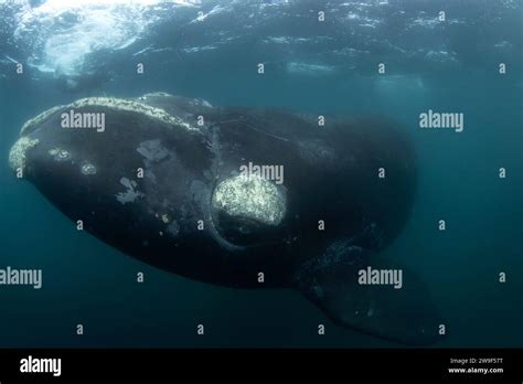 Southern Right Whale Near The Surface In Argentina Right Whale Around
