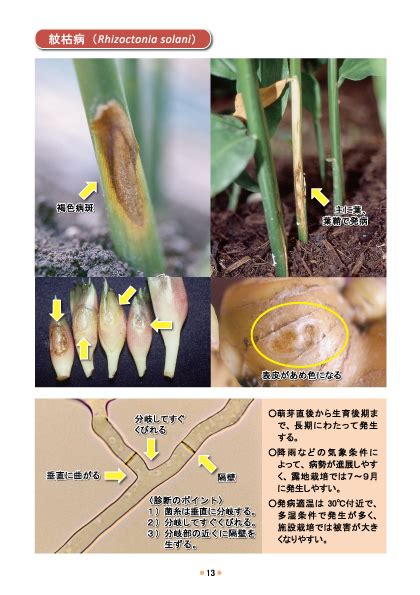 農薬安全使用のための病害虫写真集 ショウガミョウガ編 病害虫防除所