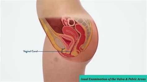 REAL FEMALE ANATOMY VISUAL EXAMINATION OF THE VULVA PELVIC AREAS