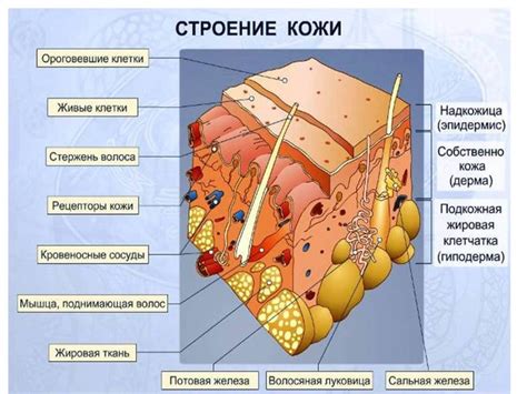 Гидрофильные масла, плюсы и минусы, виды и особенности применения ...
