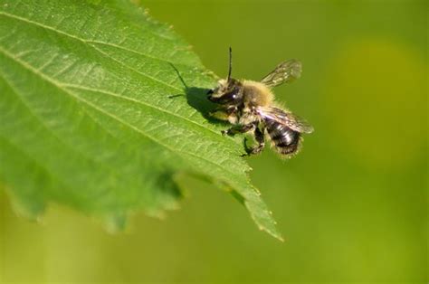 1 Free Unicorn Bee And Bee Photos Pixabay