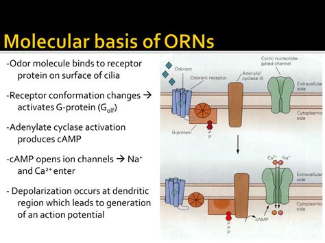 Ppt Receptors Of The Olfactory System Powerpoint Presentation Free