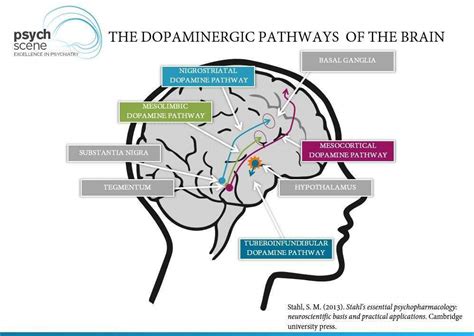 Neuron Pathways