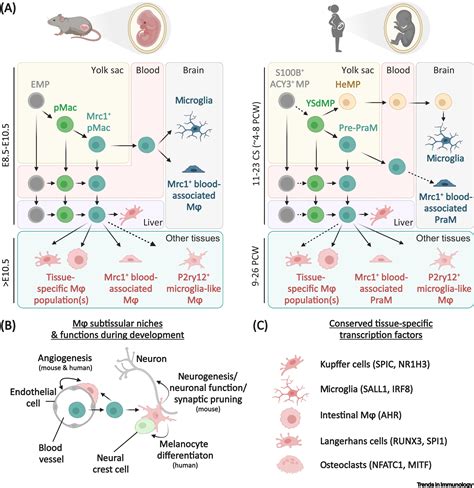 Human Macrophages Choreograph Tissue Development Trends In Immunology