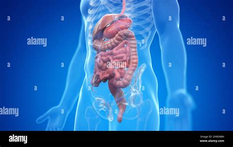 Syst Me Digestif Humain Illustration Photo Stock Alamy