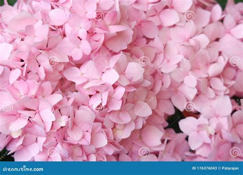 Sweet Soft Pink Hydrangea Flowers Bouquet Background Stock Image
