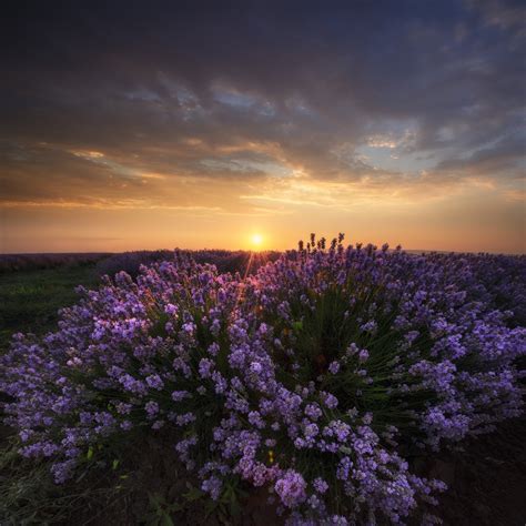 Лавандовые поля в Болгарии Fotorelax