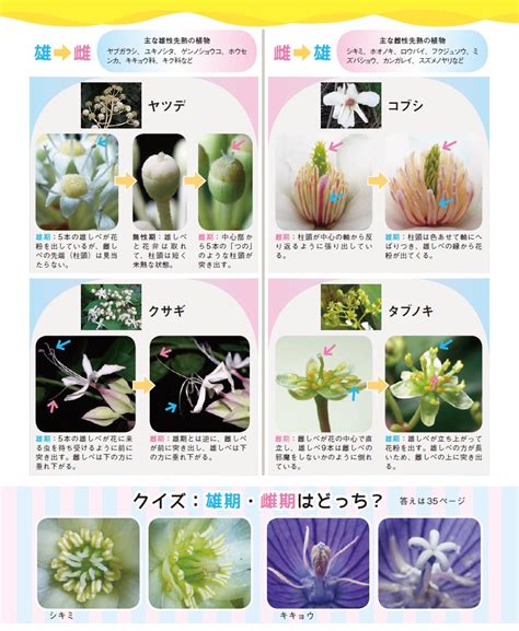 おばなと雌花がある植物の検索結果 Yahoo きっず検索