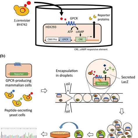Schematic Of The High Throughput Functional Cell Based Assay Using