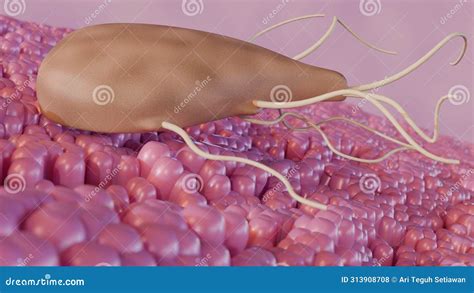 3d Rendering Of Giardia Inside Of Intestine Stock Illustration