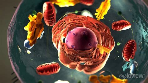 Subunits Inside Eukaryotic Cell Nucleus And Organelles And Plasma