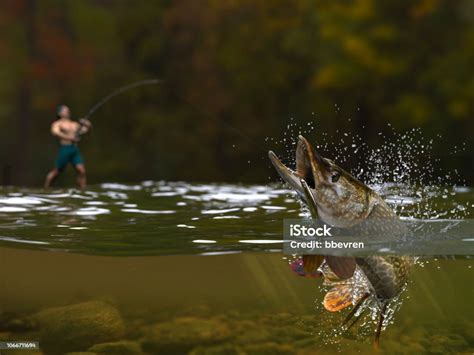 시간 낚시 막대와 릴 민물 파이크를 잡는 어 부 물고기 반 물 보기 3d 렌더링 노던파이크에 대한 스톡 사진 및 기타 이미지