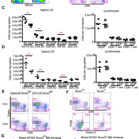 Runx3 Is Required For Splenic CD11b DC Lineage Development A