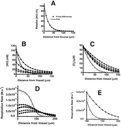 Simulations Of The Steady State Concentration Profiles Of No And O2 And