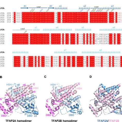 Transcriptional Activity Analysis Of Tfap2a Disease Associated Mutants