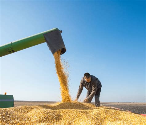 Brasil Deve Produzir A Maior Safra De Grãos Da História Em 202223