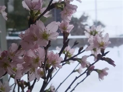 啓翁桜の花言葉について解説します 旬旬食彩ダイニング