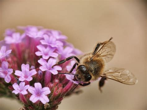 Free Images Working Nature Blossom Wing Plant Sweet Flower