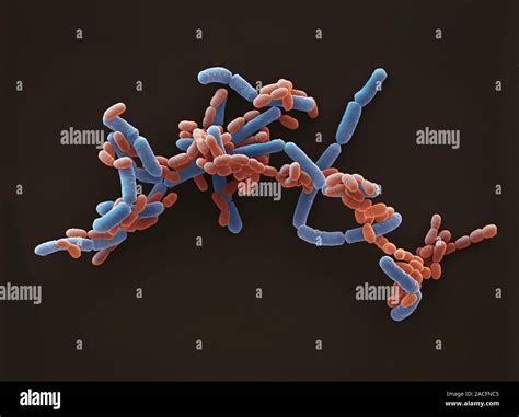 Lactobacillus Paracasei Bacteria Coloured Scanning Electron Micrograph