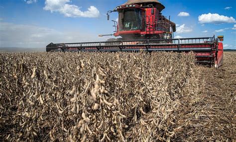Mercado Internacional Da Soja Demonstra Ansiedade Por Relatório Do Usda