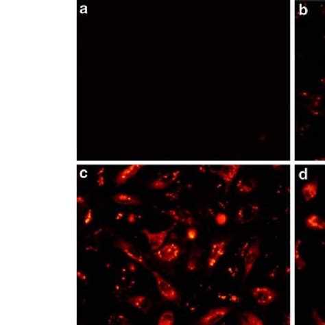 The Incubation Time Of Proteindelivery Reagent Complexes With Cells