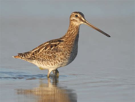 Common Snipe Birds Of Tiruvannamalai INaturalist