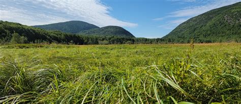 The Meaning Of A Meadow Schoodic Institute
