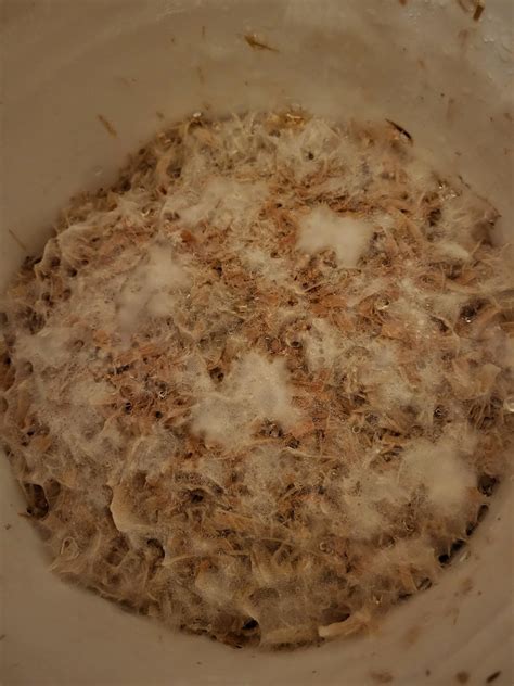 Fully Colonized R Mycology
