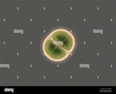 Chroococcus Turgidus Chroococcus Turgidus After Cytokinesis With